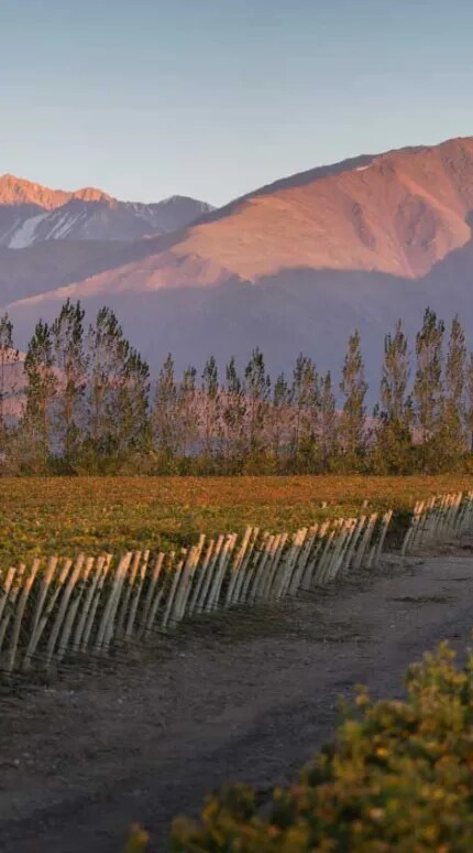 Wine Crafted in Mendoza Argentina | Terrazas de los Andes